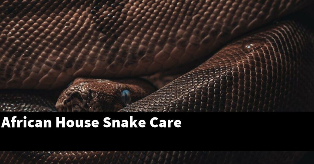 African House Snake Care: a Complete Guide - My Reptile Blog