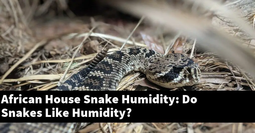 African House Snake Humidity: Do Snakes Like Humidity? - My Reptile Blog