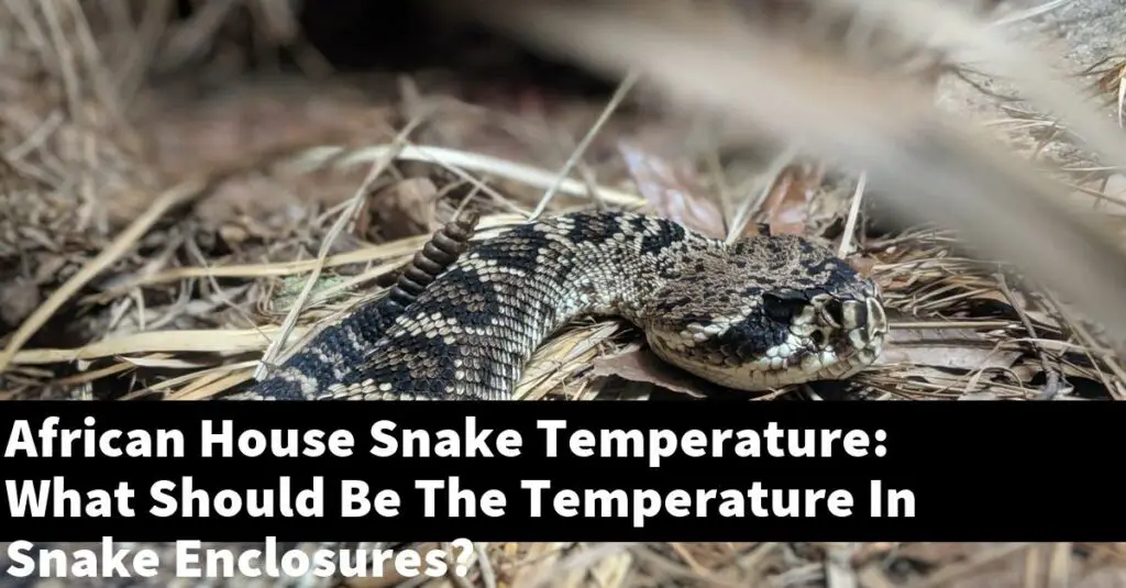What Should Be Temperature In African House Snake Enclosures? - My ...