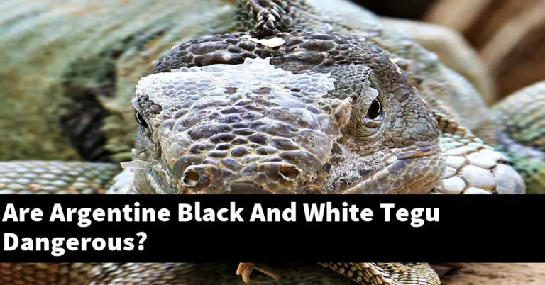 Are Argentine Black And White Tegu Dangerous? - My Reptile Blog