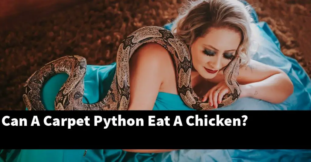 Can A Carpet Python Eat A Chicken? - My Reptile Blog