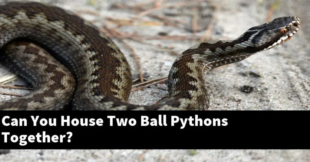 Can You House Two Ball Pythons Together? - My Reptile Blog