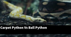 Carpet Python Vs Ball Python: What Are The Differences? - My Reptile Blog