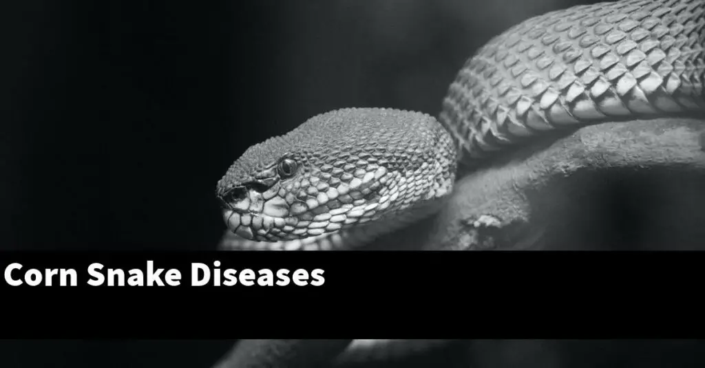 Corn Snake Diseases: Symptoms, Treatment, and Prevention - My Reptile Blog