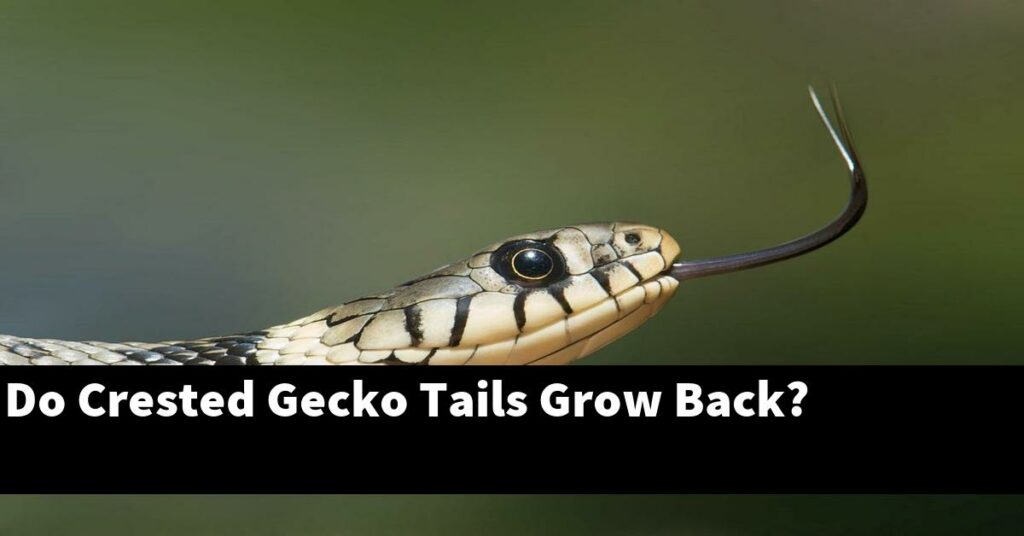 Do Crested Gecko Tails Grow Back? - My Reptile Blog