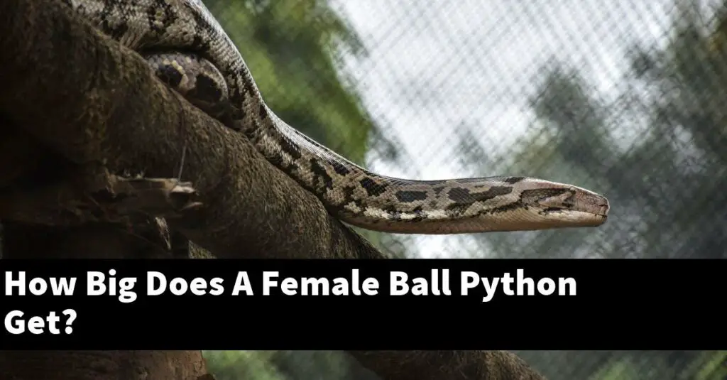How Big Does A Female Ball Python Get? - My Reptile Blog
