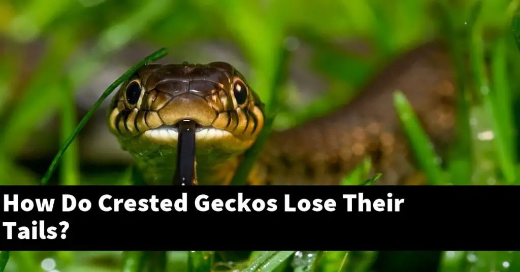 How Do Crested Geckos Lose Their Tails? - My Reptile Blog