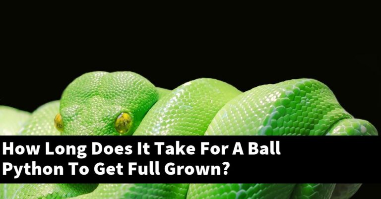 How Long Does It Take For A Ball Python To Get Full Grown? - My Reptile ...