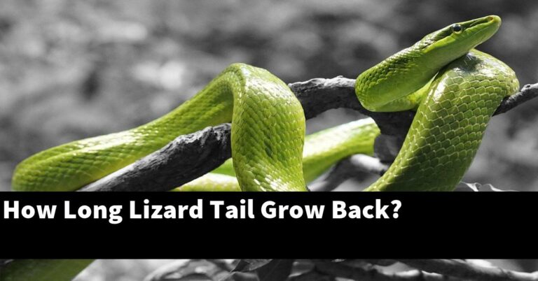 How Long Lizard Tail Grow Back? - My Reptile Blog
