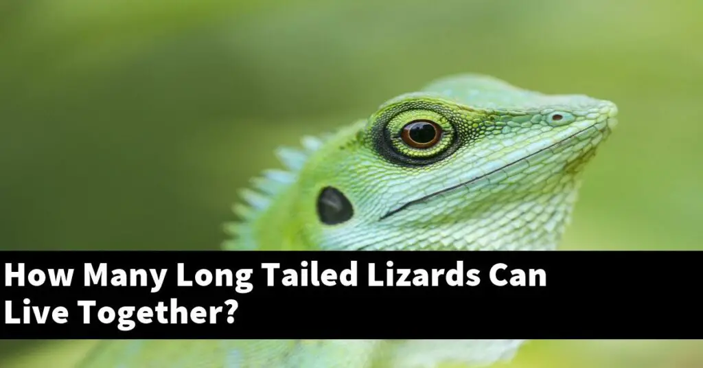 How Many Long-Tailed Lizards Can Live Together? - My Reptile Blog