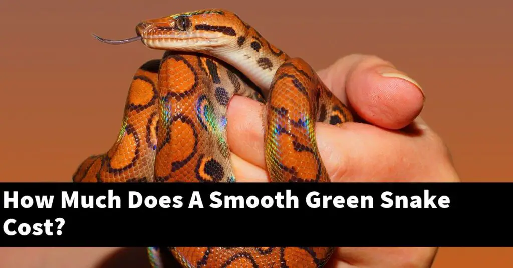 How Much Does A Smooth Green Snake Cost? - My Reptile Blog