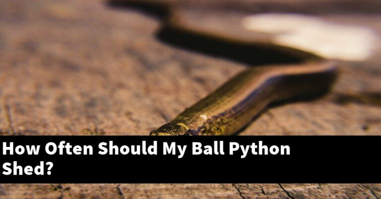 How Often Should My Ball Python Shed? - My Reptile Blog