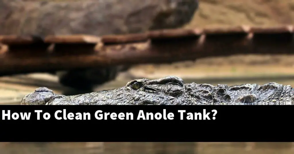How To Clean Green Anole Tank? - My Reptile Blog