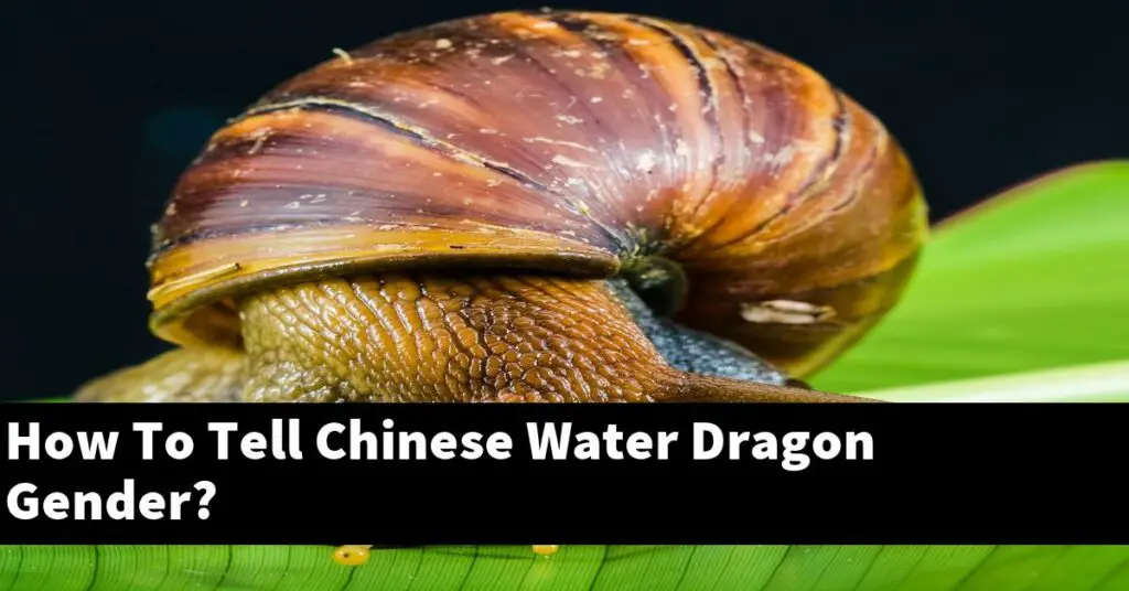 How To Tell Chinese Water Dragon Gender? - My Reptile Blog