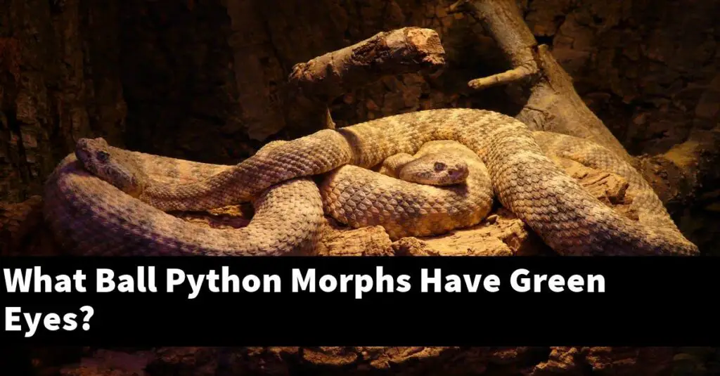 What Ball Python Morphs Have Green Eyes? - My Reptile Blog