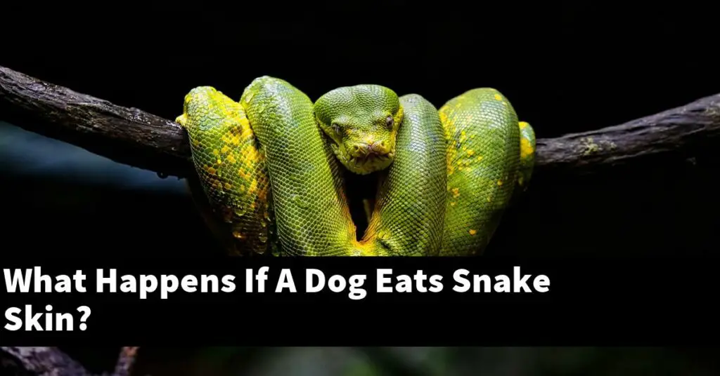 What Happens If A Dog Eats Snake Skin? - My Reptile Blog