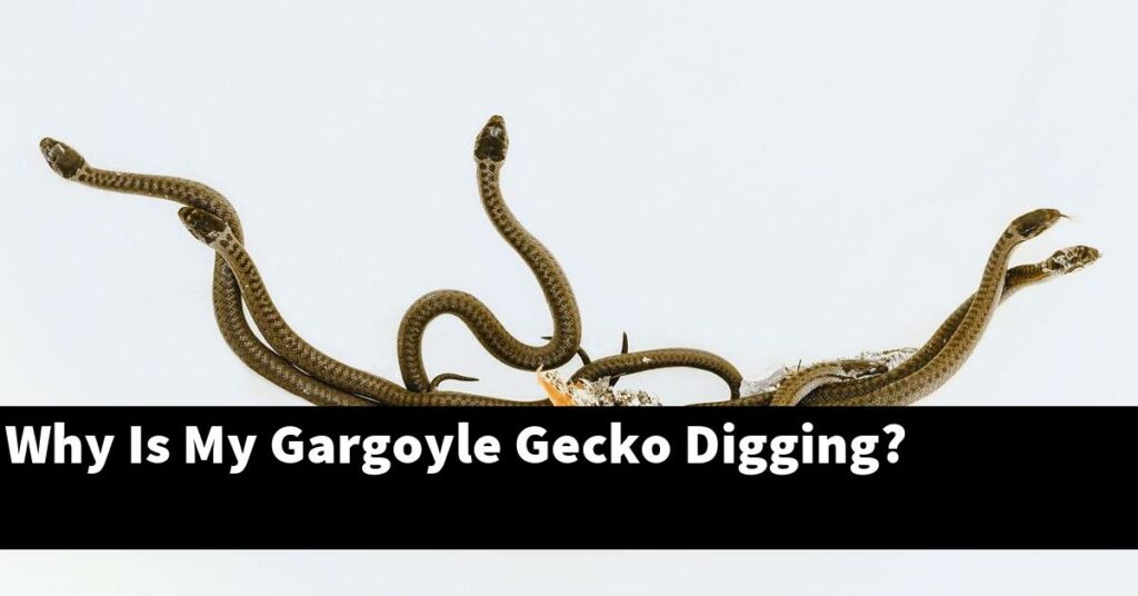 Why Is My Gargoyle Gecko Digging? - My Reptile Blog