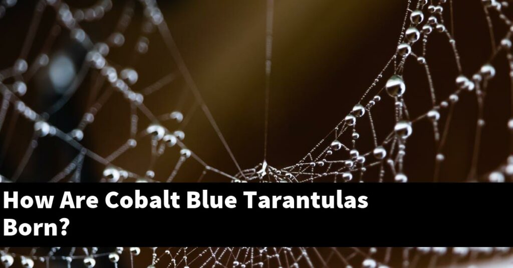 How Are Cobalt Blue Tarantulas Born? - My Reptile Blog